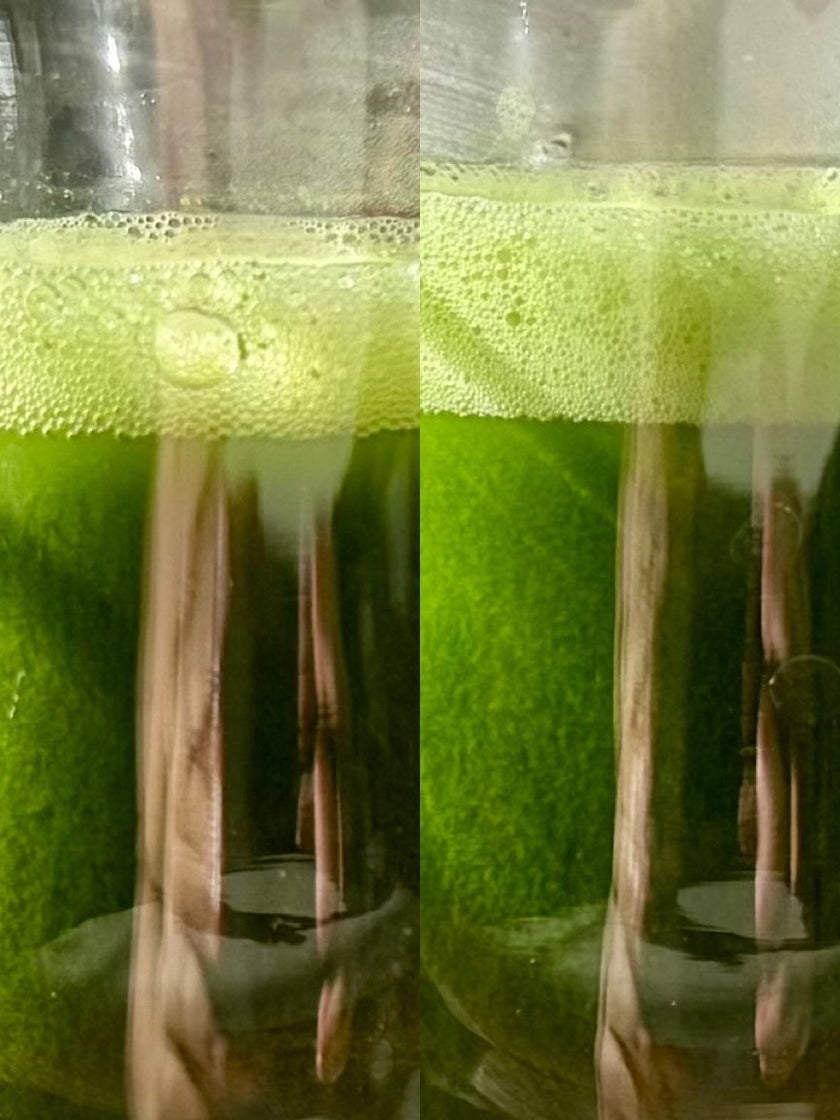 Microfoam’s Surprisingly Big Role in Matcha – Matsu Matcha